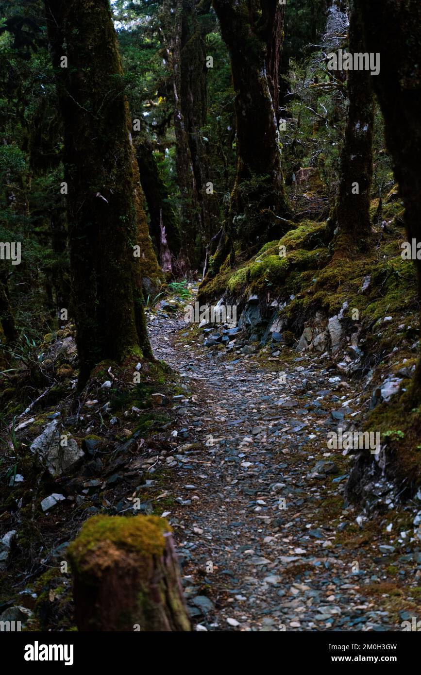 Paparoa Track after the rain stopped Stock Photo - Alamy