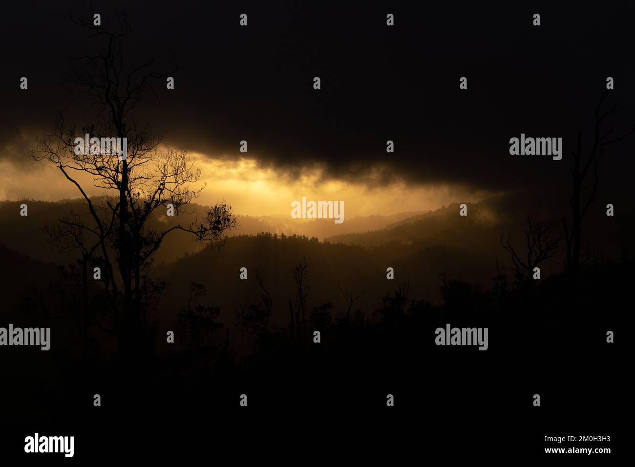 Paparoa Track sunset after the rain stopped Stock Photo - Alamy
