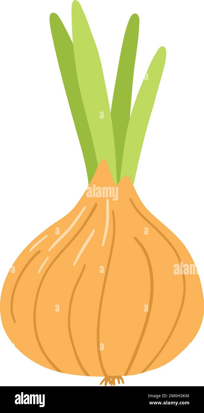 Onion in cartoon flat style. Hand drawn vector illustration of onion ...