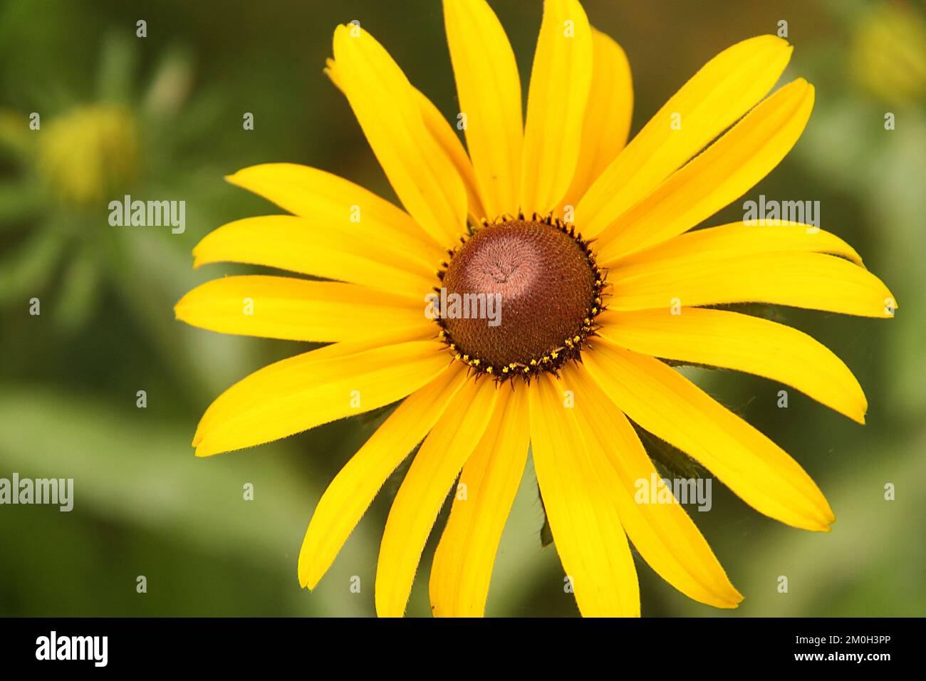 Black-eyed Susan/ Coneflower Stock Photo - Alamy