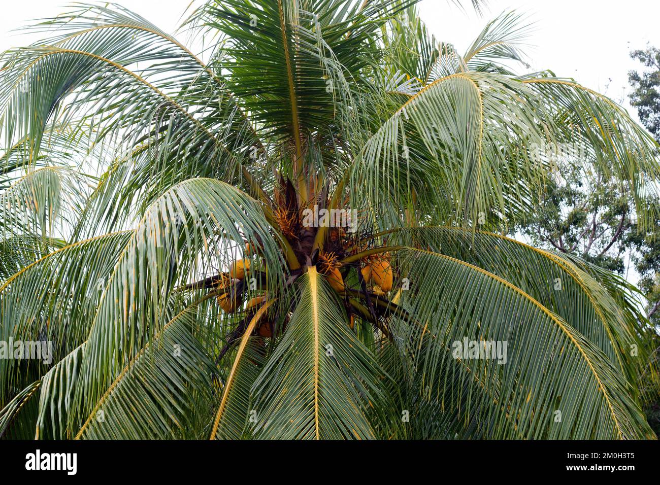 A closeup of the coconut tree top leaves sky background Stock Photo - Alamy