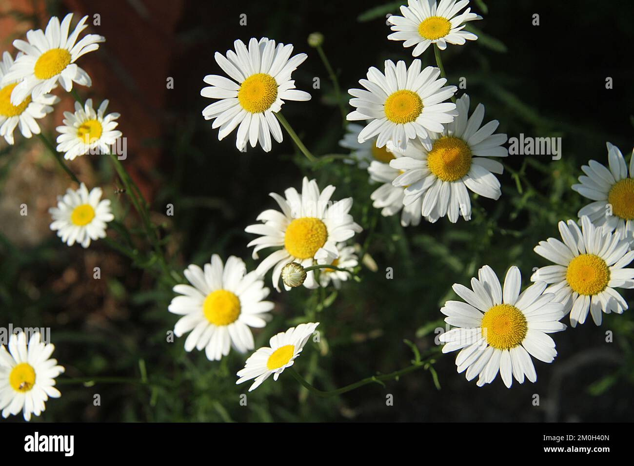 Daisies outside hi-res stock photography and images - Alamy
