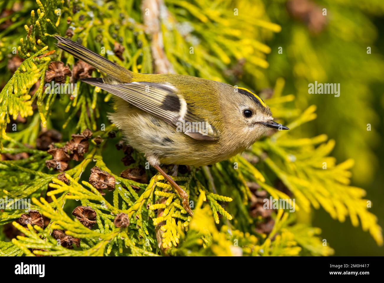 Devon crest hi-res stock photography and images - Alamy