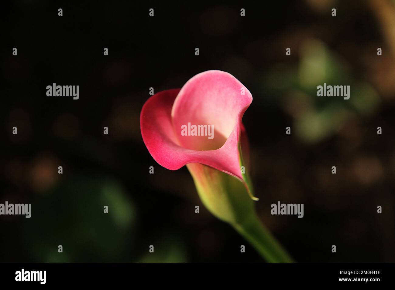 Light pink calla lily hi-res stock photography and images - Alamy