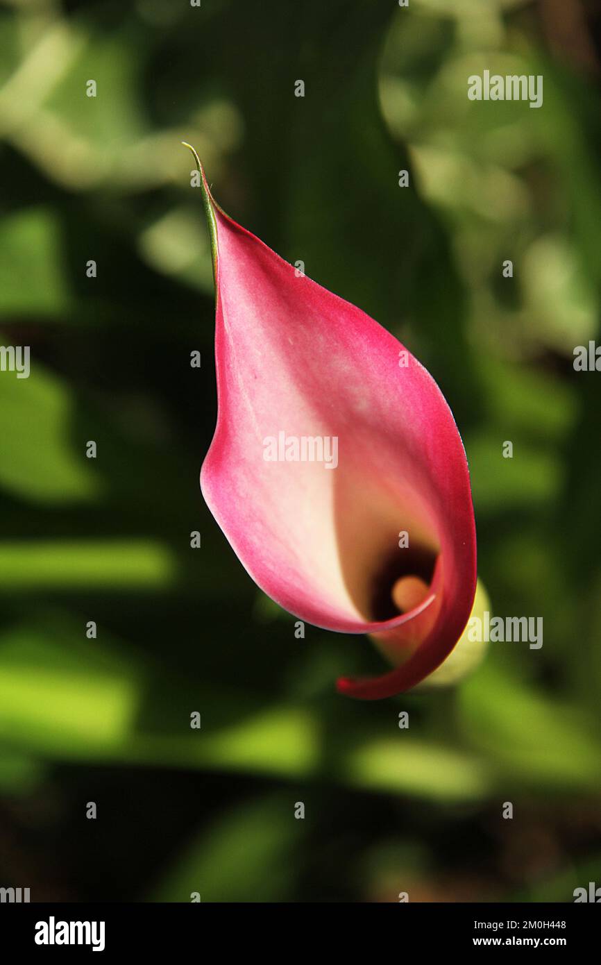 Light pink calla lily hi-res stock photography and images - Alamy
