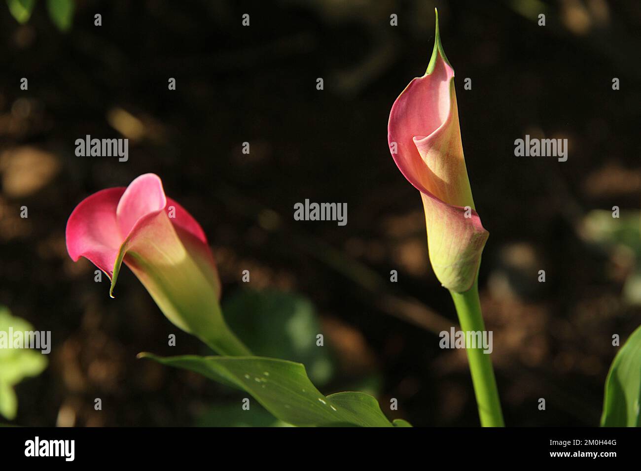 Light pink calla lily hi-res stock photography and images - Alamy