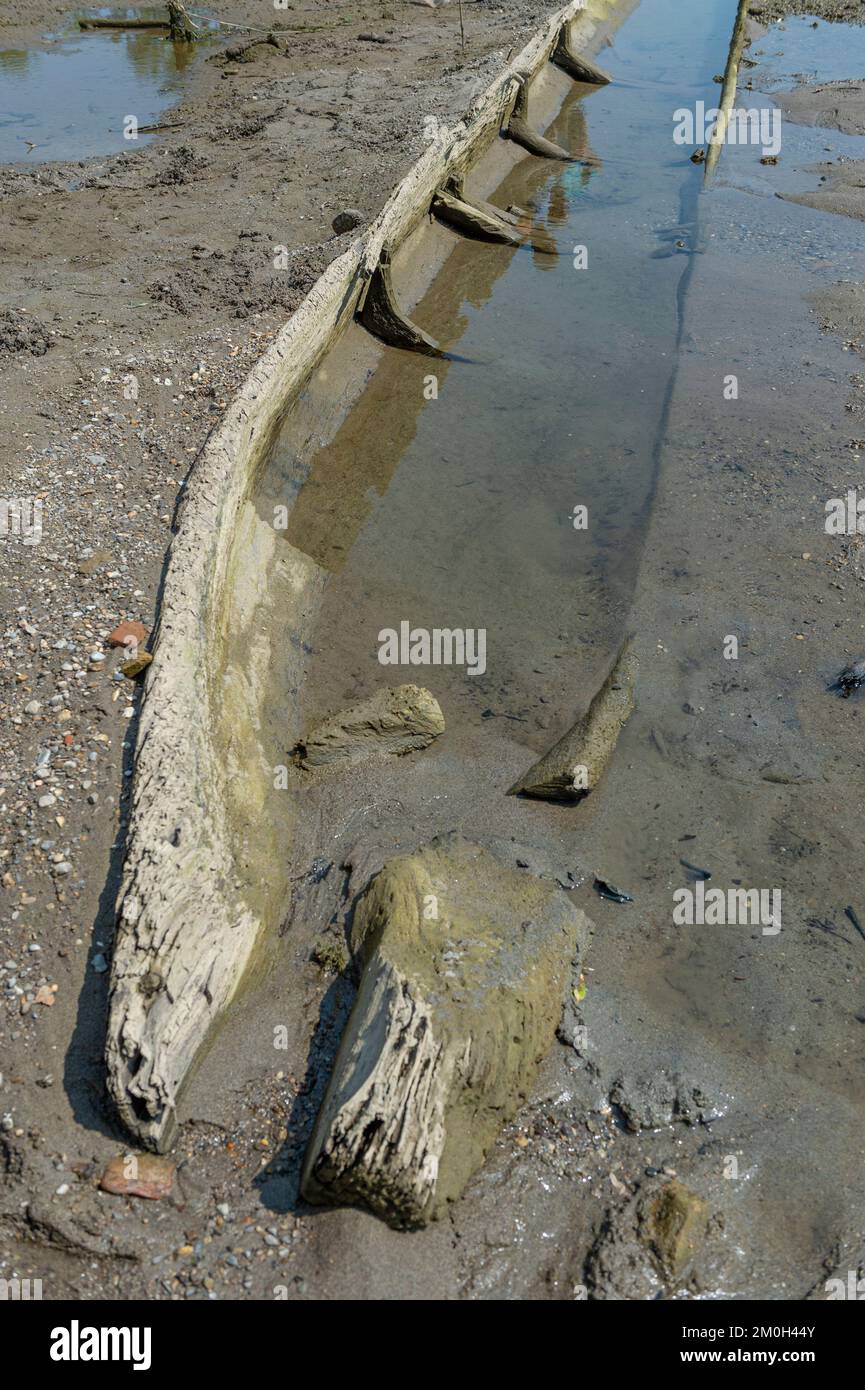 piroga finding in the oglio river, isola dovarese, italy Stock Photo ...