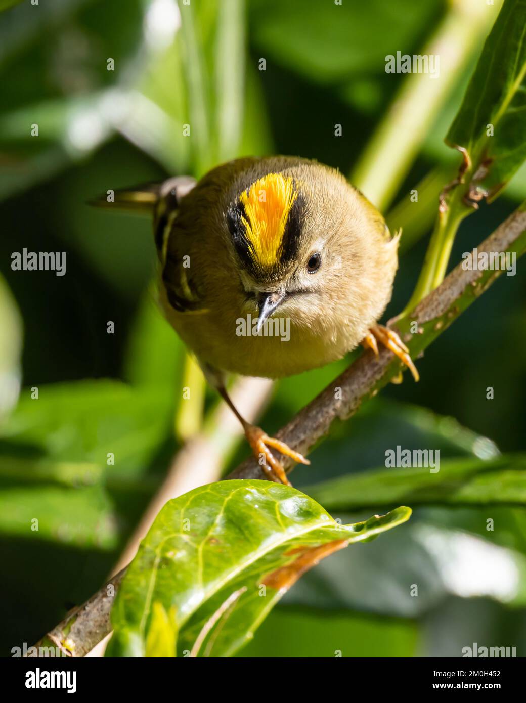 Goldcrest in a laural bush showing off it's crest Stock Photo - Alamy