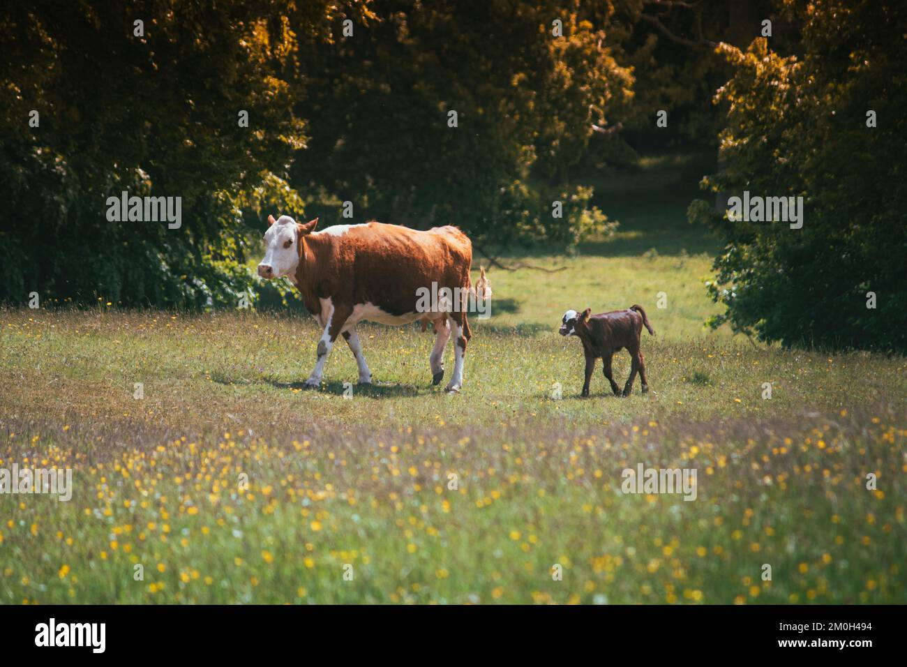 A Hinterwald mother cow in the field with a calf walking on the grass ...