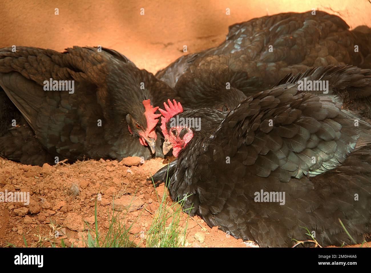 Spring chickens birds hi-res stock photography and images - Alamy