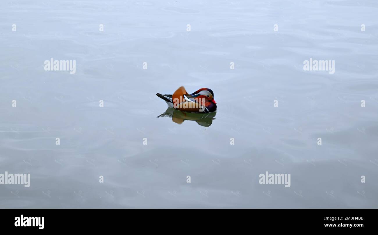 A high-closeup of a colorful mandarin duck swimming in water Stock ...