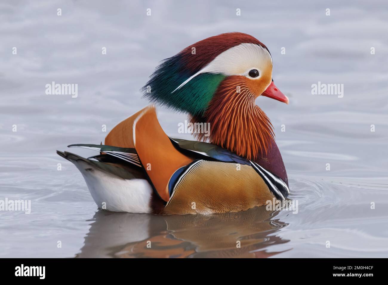 Photographer duck hi-res stock photography and images - Alamy