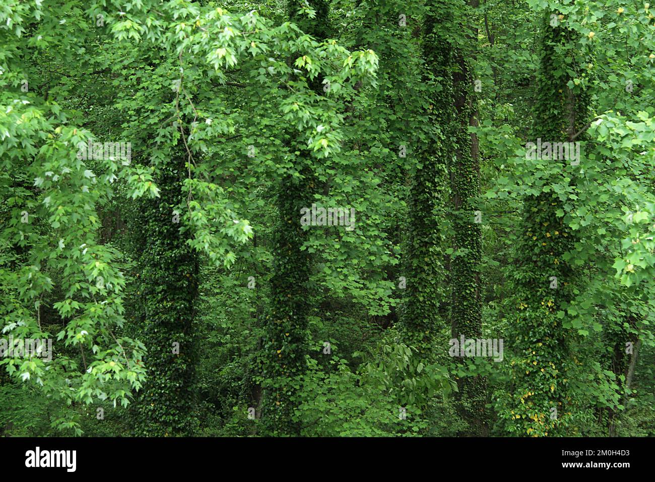 Green woods in Virginia, USA. Common ivy completely covering tree ...