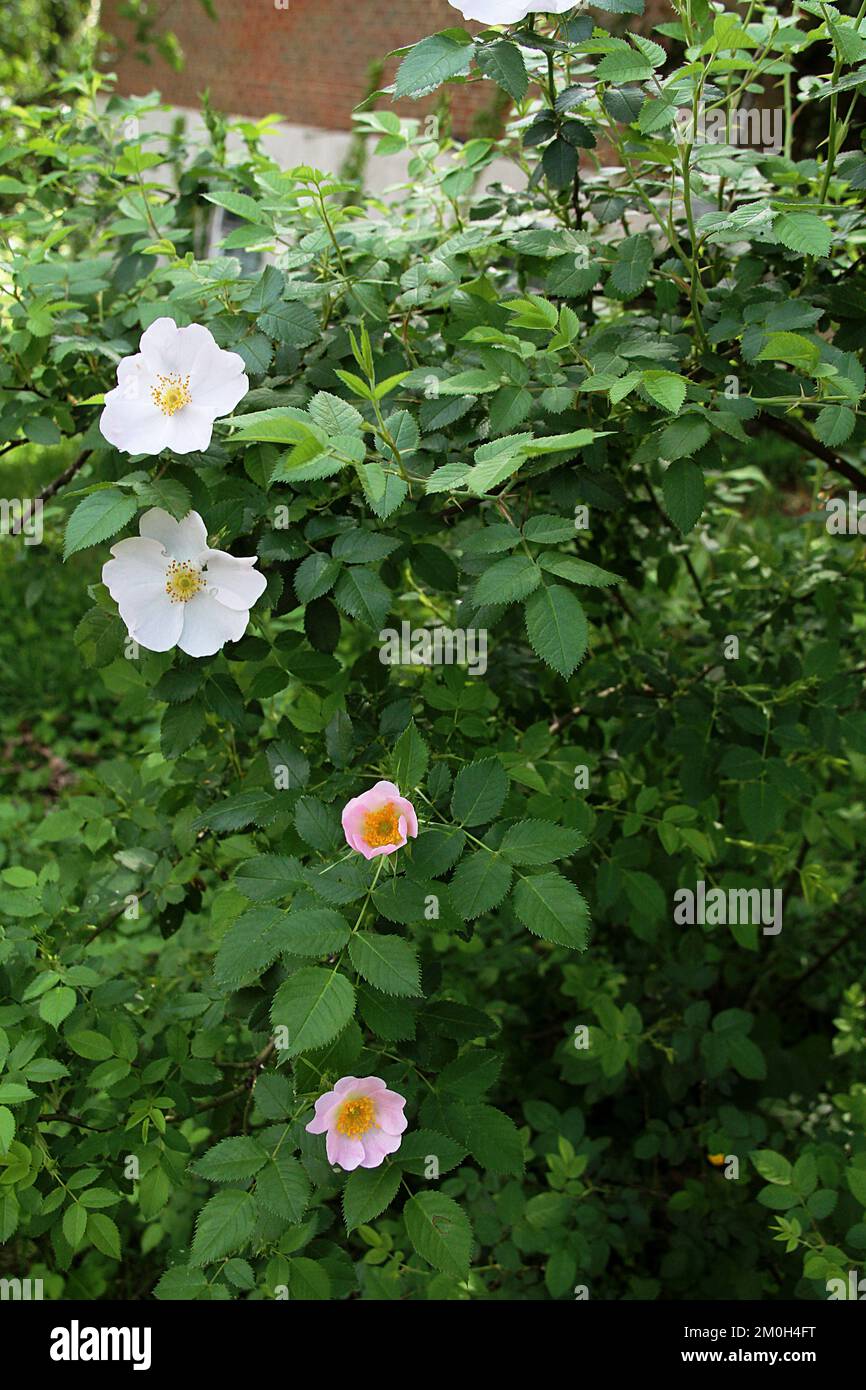 Dog rose (Rosa canina) flowers Stock Photo - Alamy