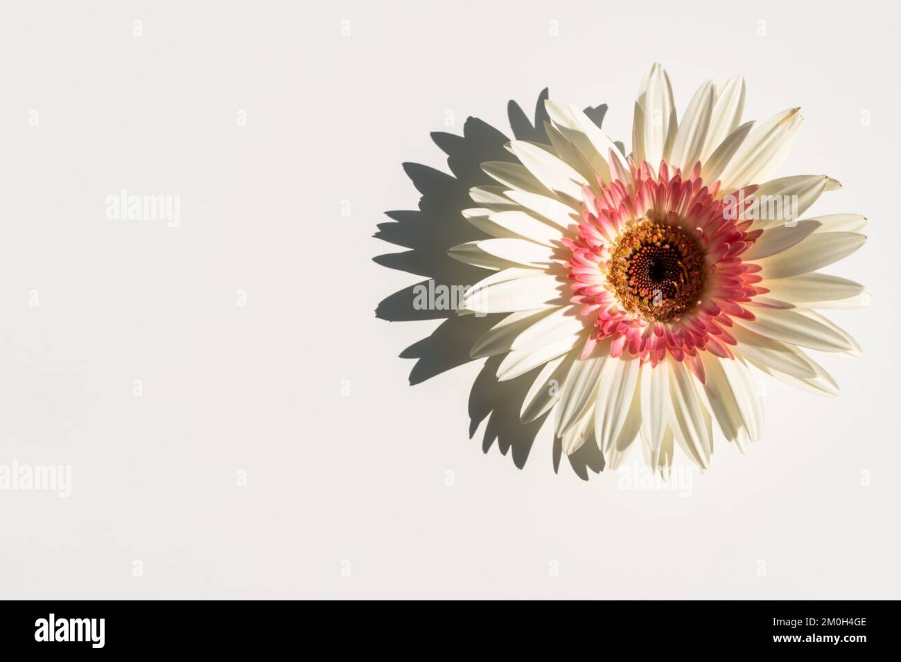 White gerbera on the white background, flat lay Stock Photo - Alamy