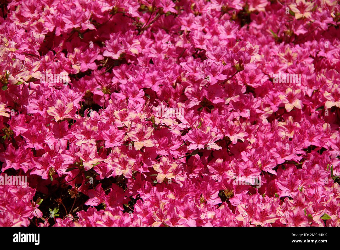 Pink hue flowers hi-res stock photography and images - Alamy