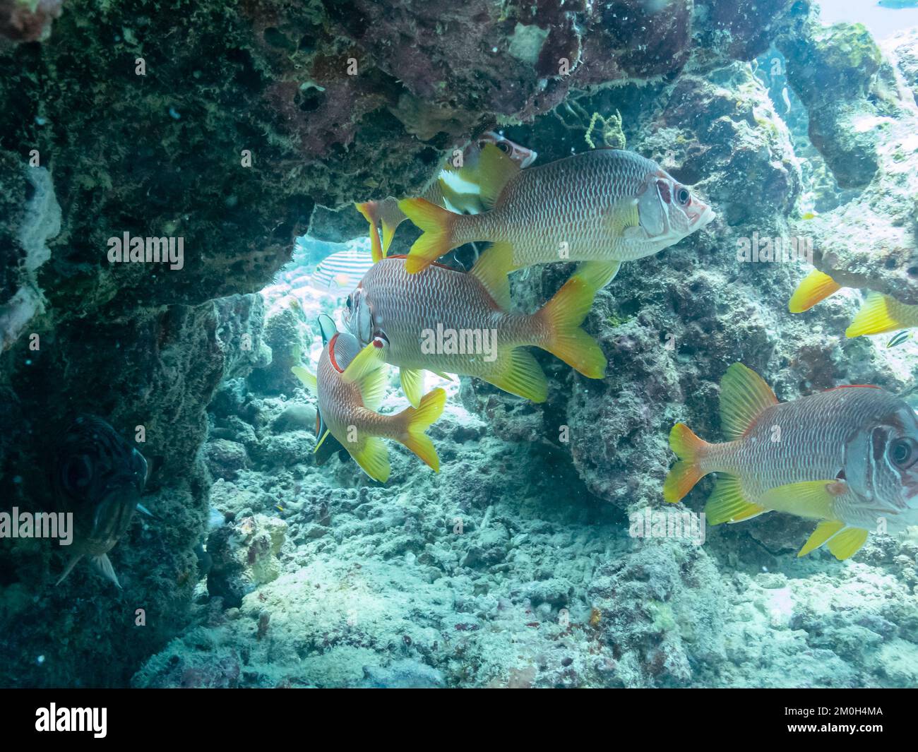 Flock of small exotic fishes in the depths of the Indian ocean ...