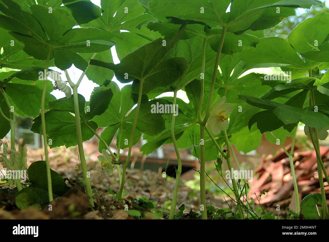Mayapple leaves hi-res stock photography and images - Alamy