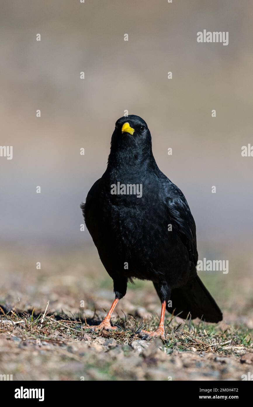 Alpine chough, Yellow-billed chough, Pyrrhocorax graculus. Atlas ...