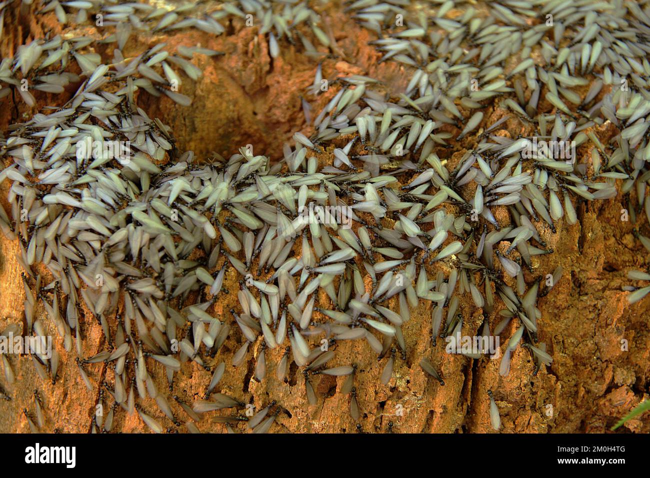 Virginia Usa A Swarm Of Flying Termites On A Rotten Tree Stump Stock