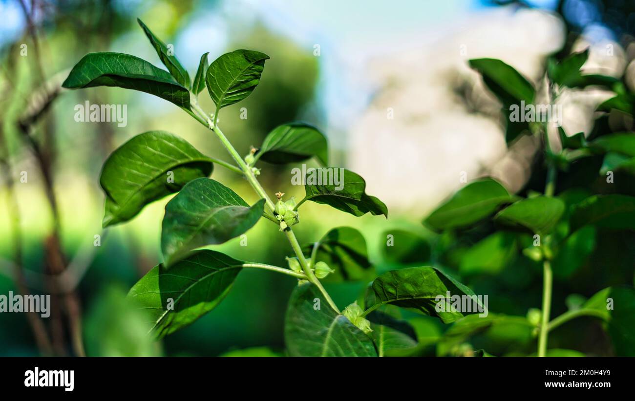 Young gooseberry buds green hi-res stock photography and images - Alamy