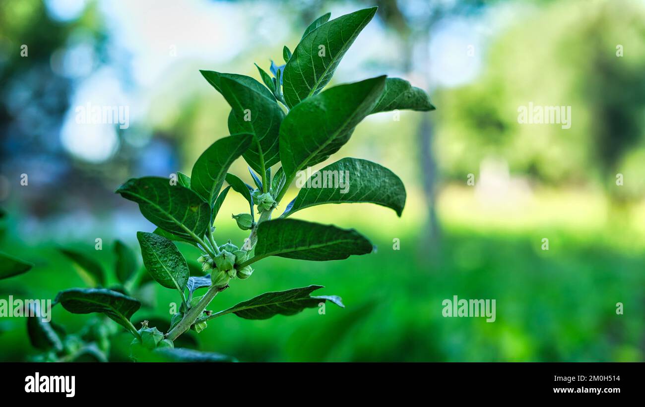 Single twig of green ashwagandha plant isolated on blur green ...