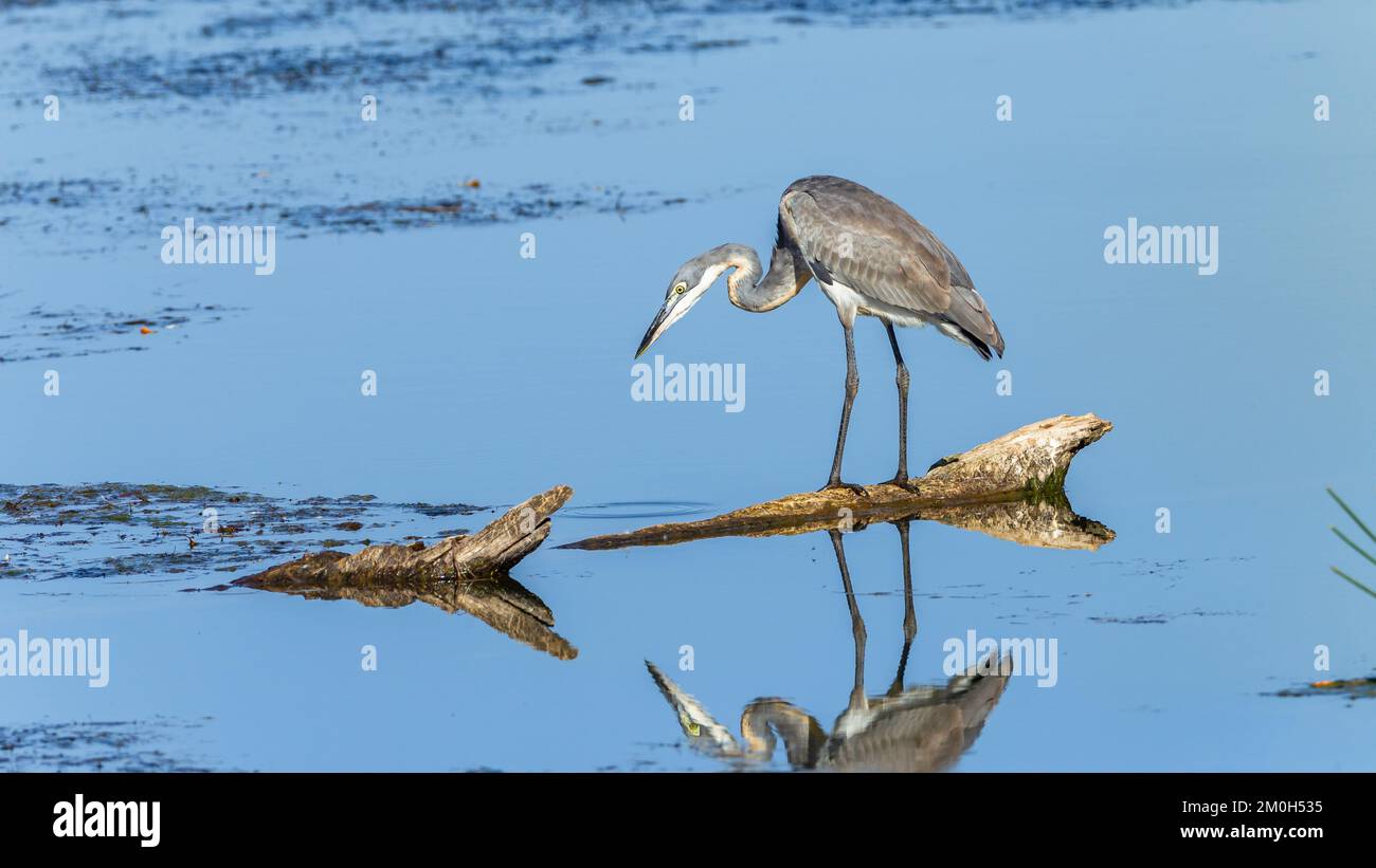 Grey heron bird on drift wood log in wilderness park reserve wetland ...