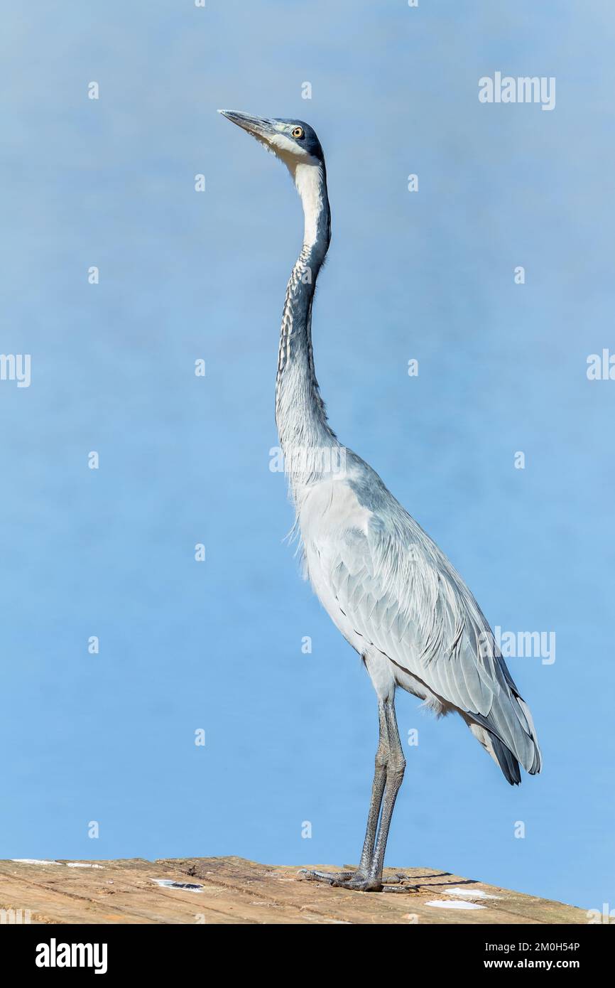 Grey heron bird on drift wood log in wilderness park reserve wetland ...