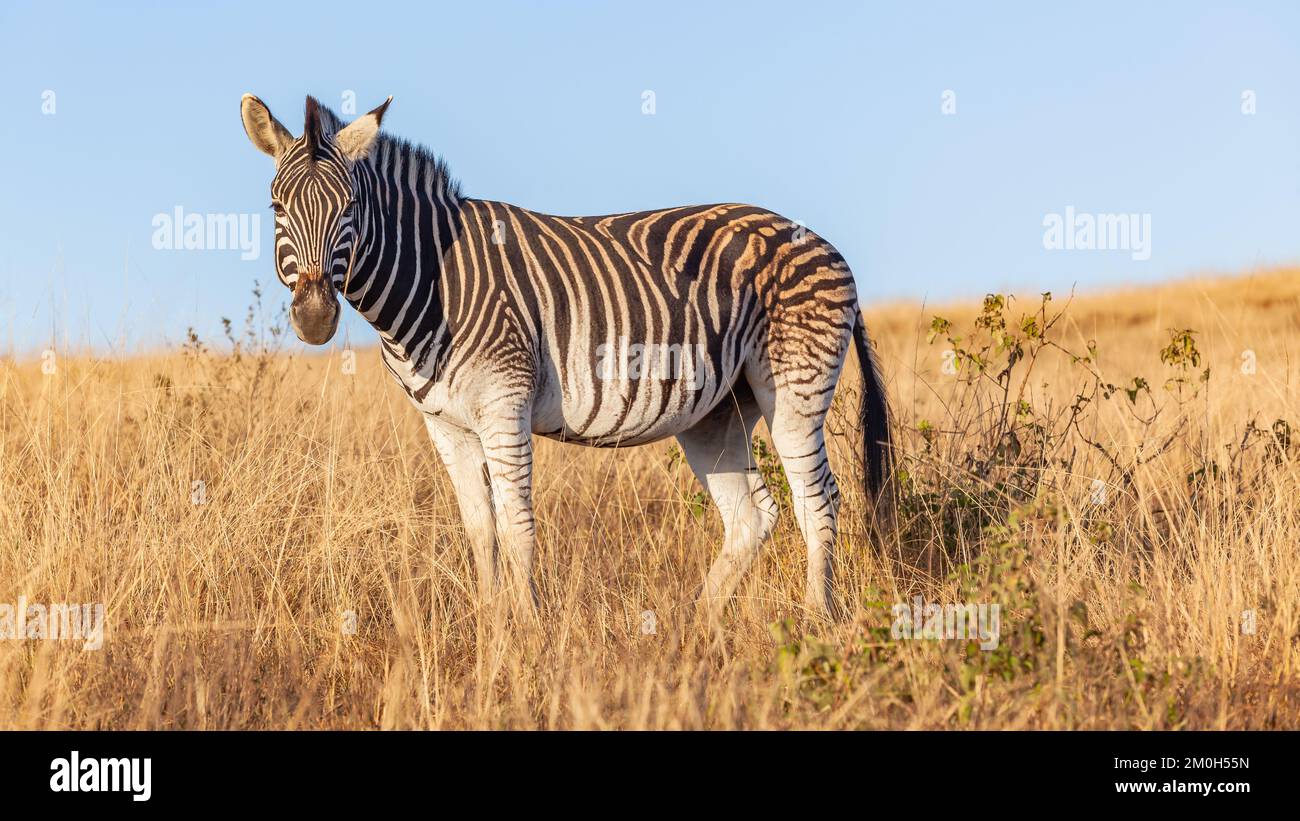 Wildlife Zebra animal with herd in their habitat wilderness protected ...