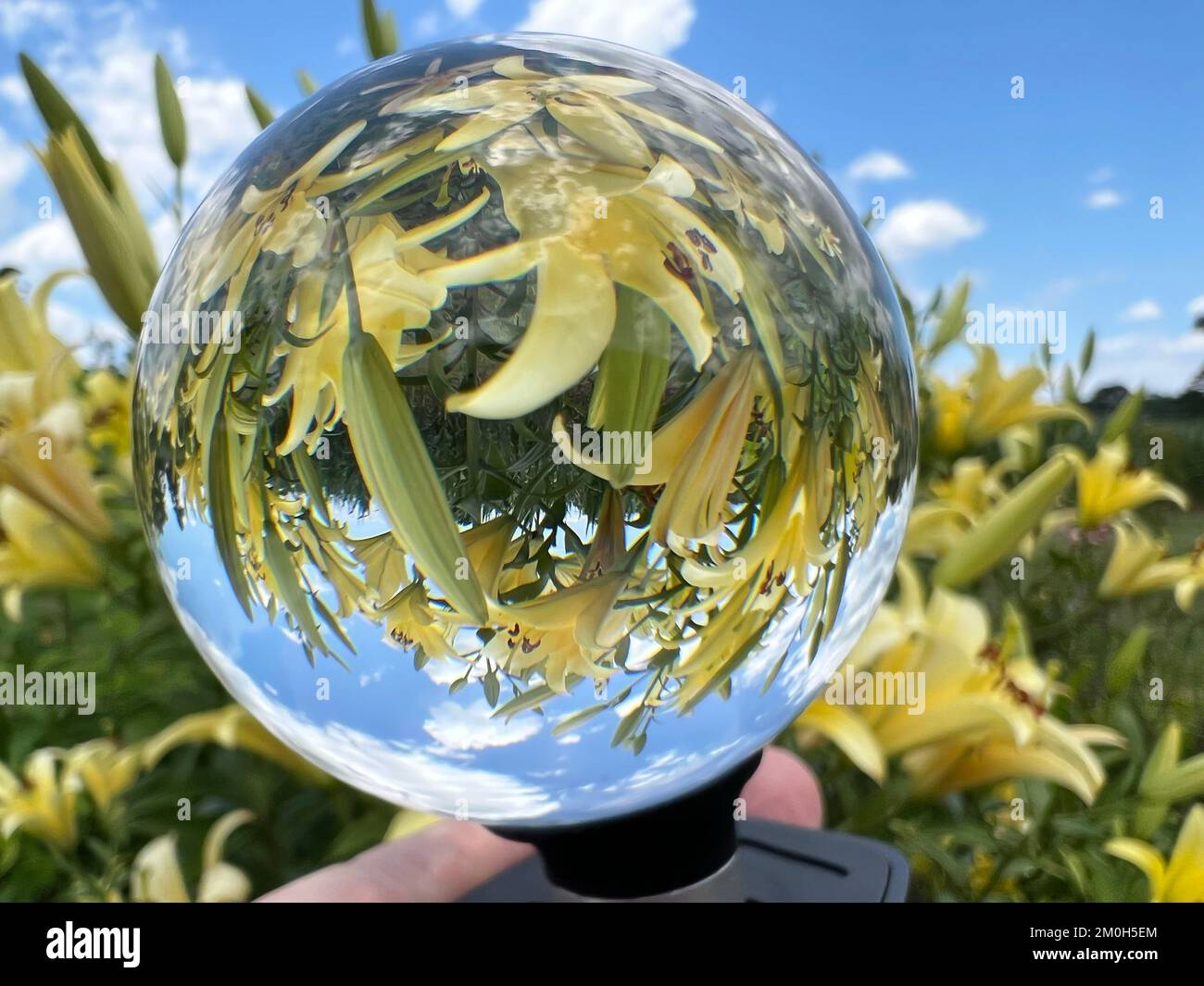 A Lens ball of yellow lilies in a flower garden in Wilson, NC Stock ...