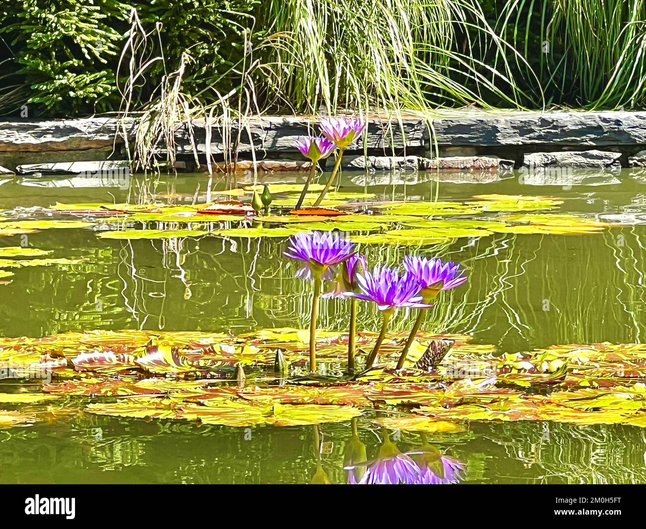 The lily pad and flower reflection in water at Sarah Duke Gardens in ...