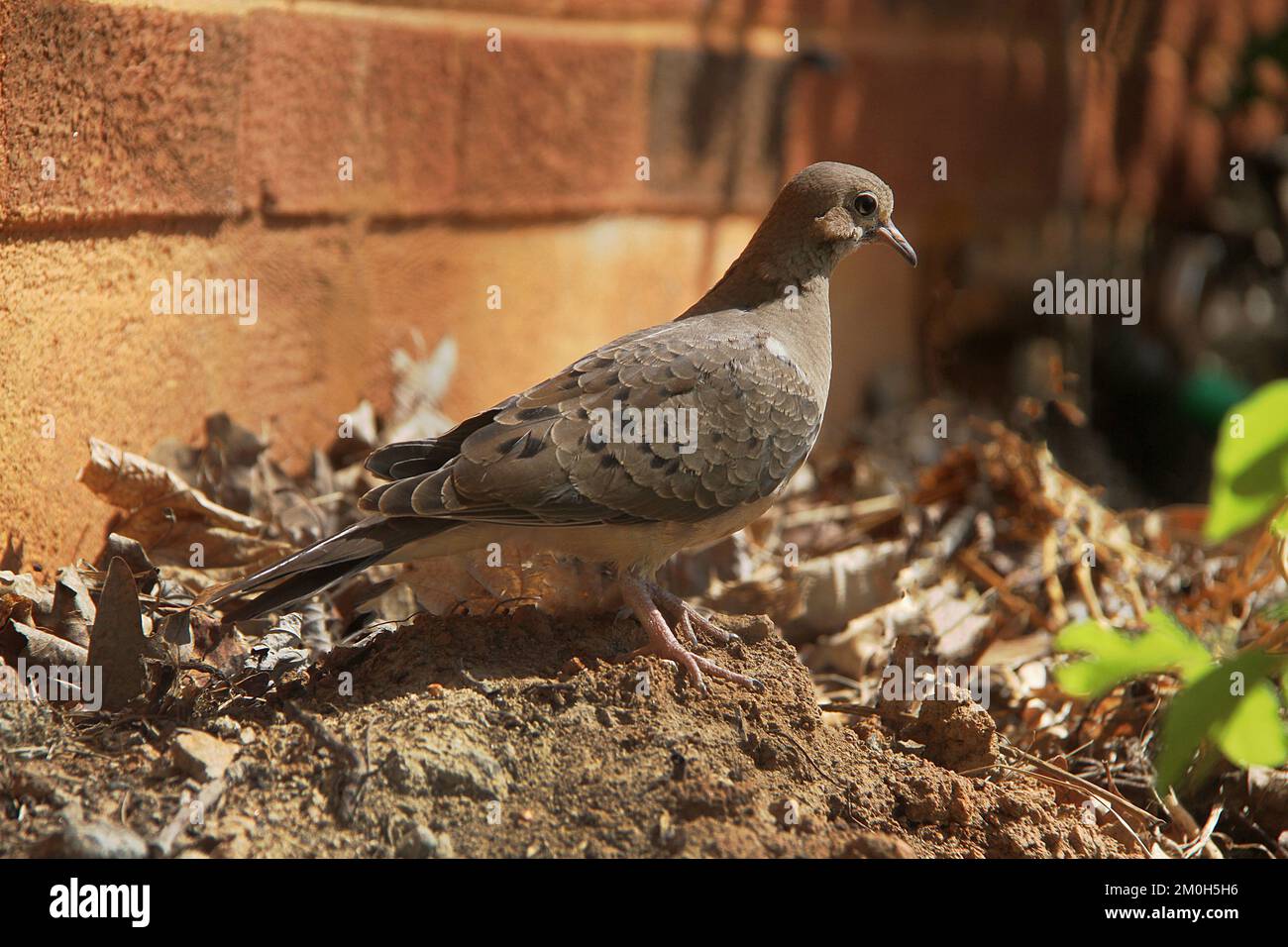A pigeon walking on the ground Stock Photo - Alamy