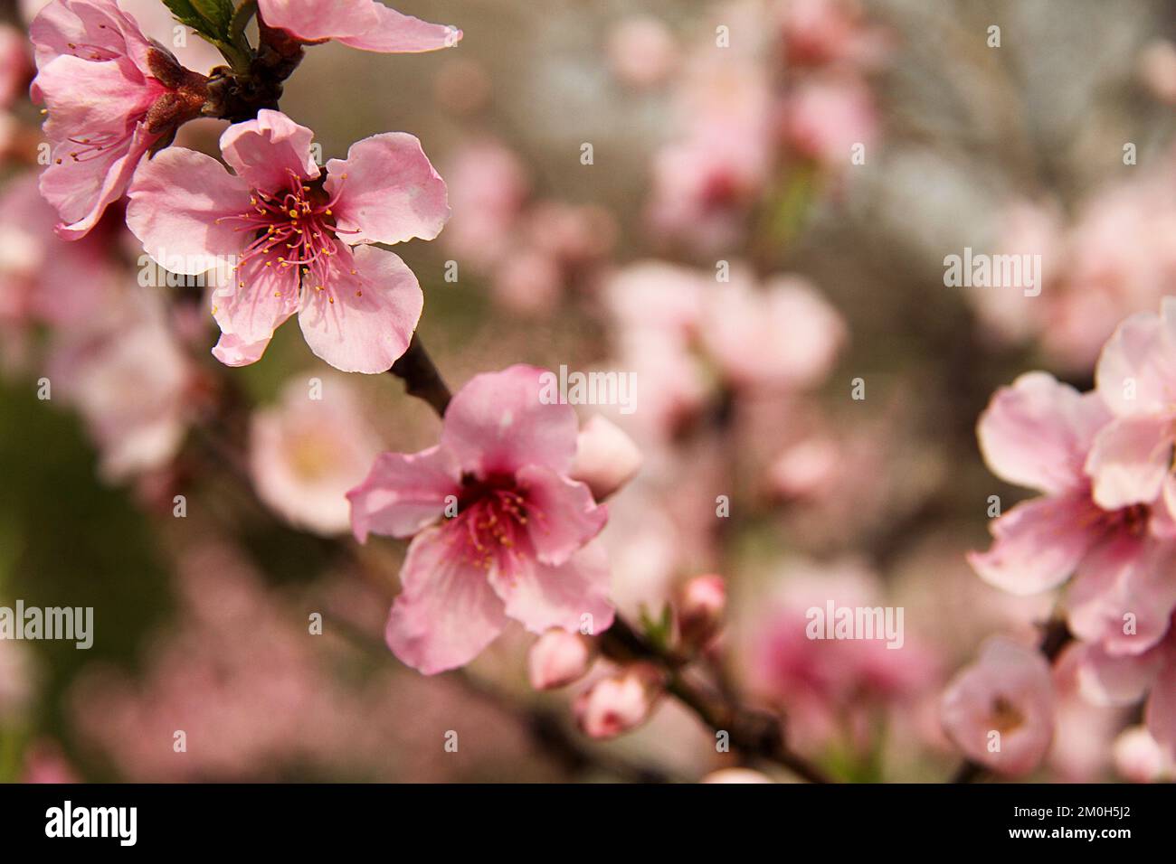 Peach tree blossom Stock Photo - Alamy