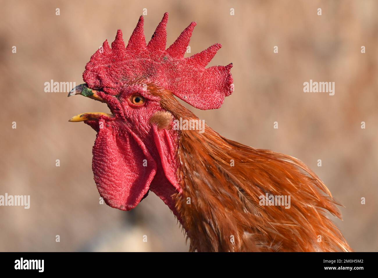 Rooster head crowing hi-res stock photography and images - Alamy