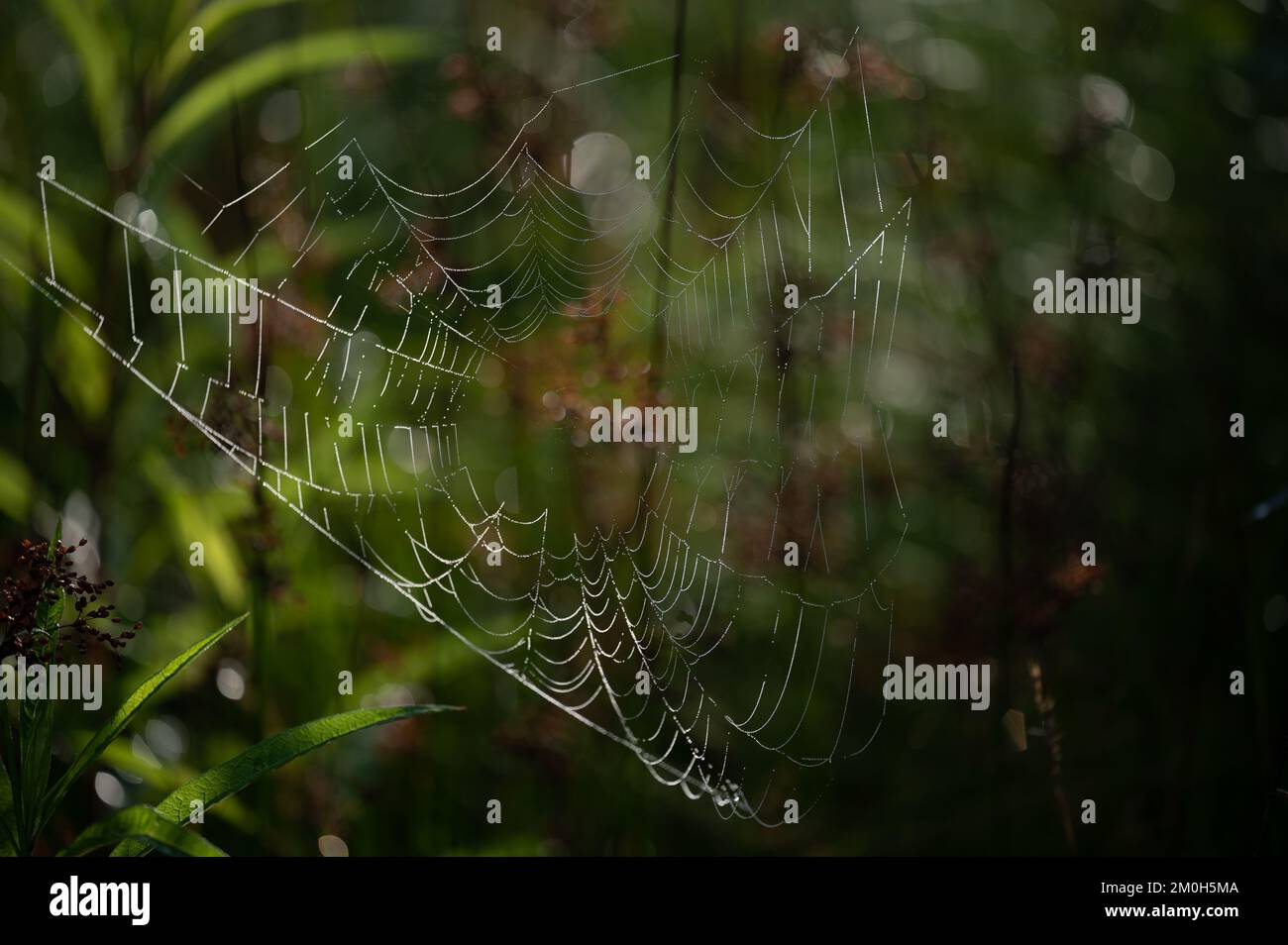 A spider web in the green forest Stock Photo - Alamy