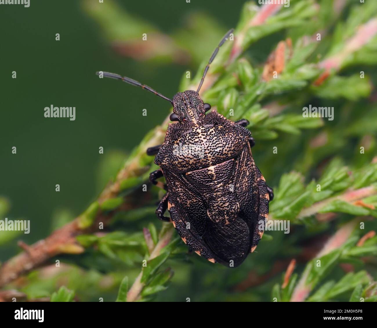Heather Shieldbug (Rhacognathus punctatus) at rest on heather ...