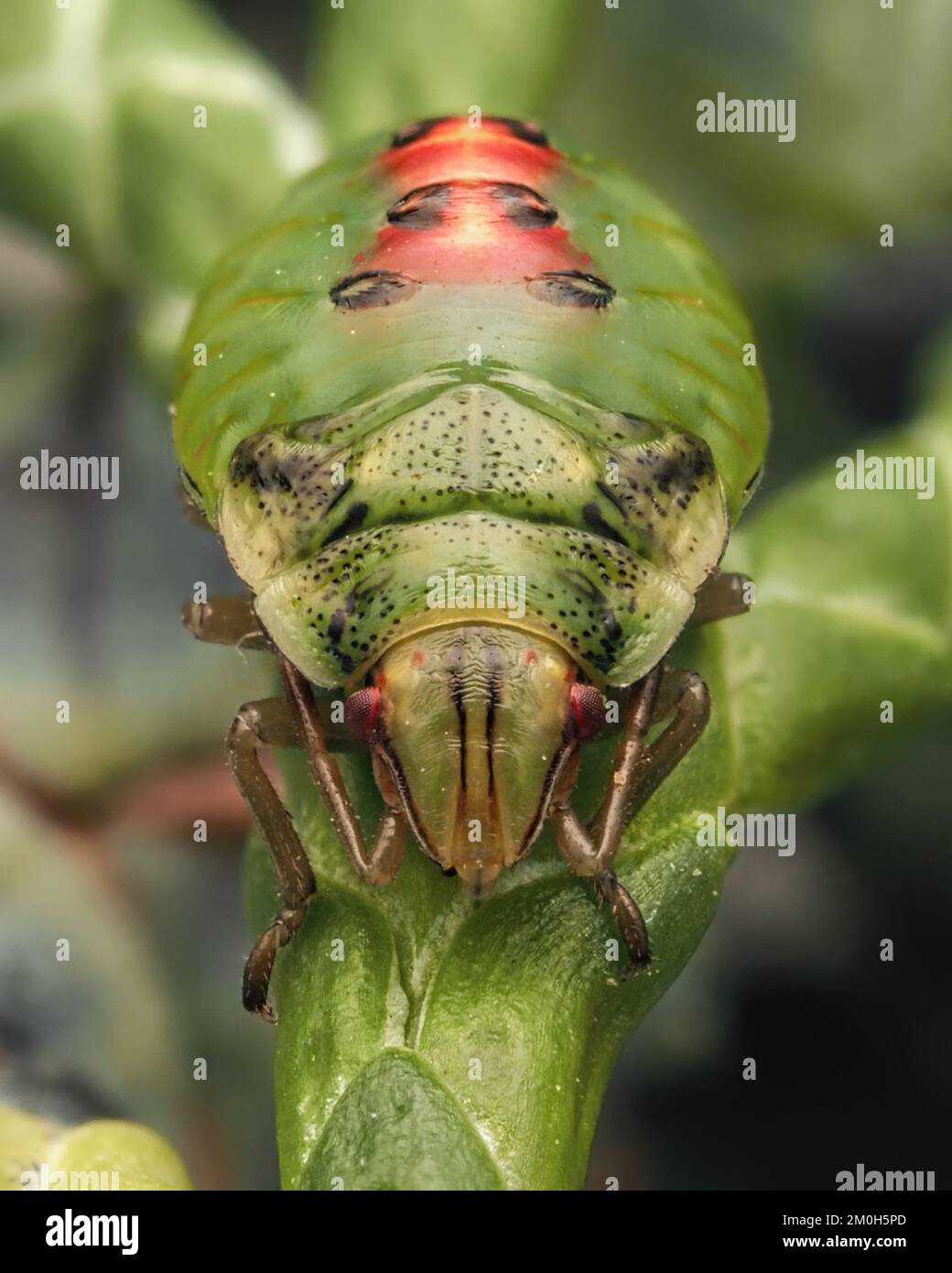 Cypress tree leaves hi-res stock photography and images - Alamy