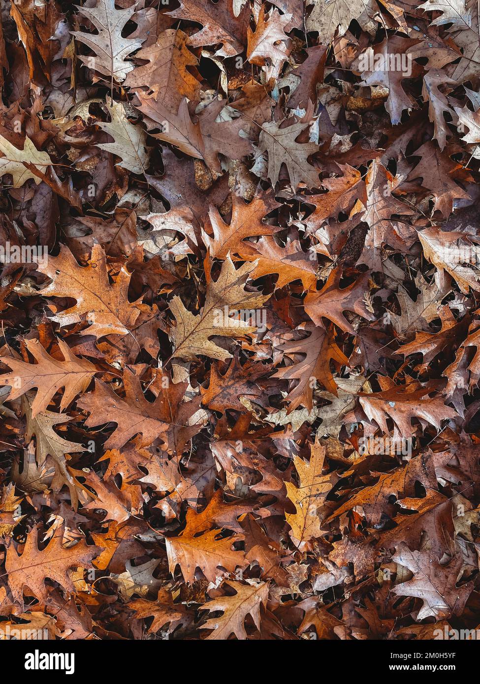 Carpet of many fallen brown oak leaves on the ground in the fall Stock ...