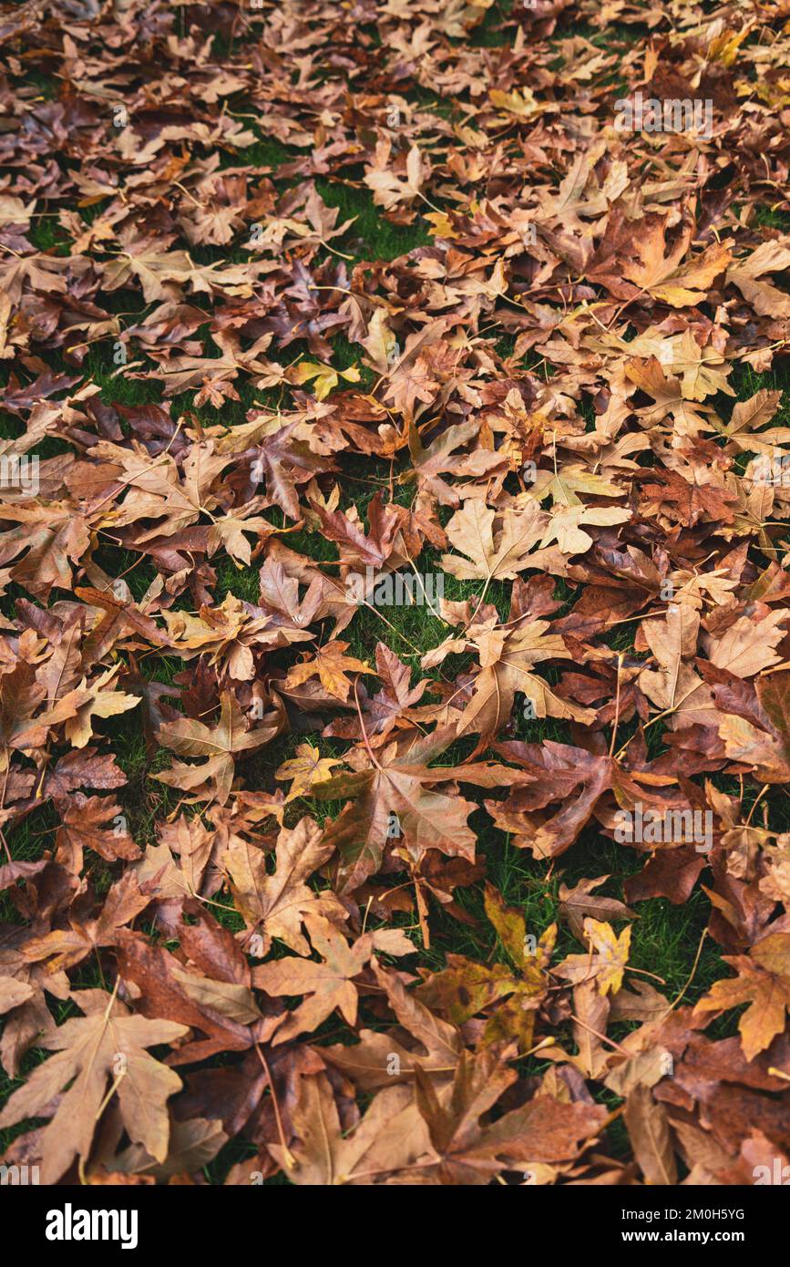 Autumn Leaves (filling whole frame Stock Photo - Alamy
