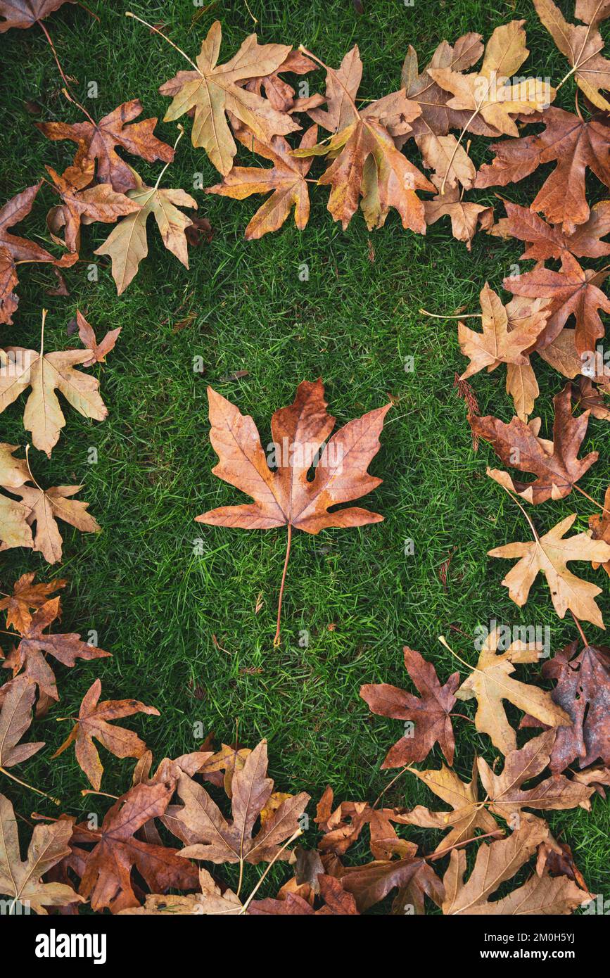 Other leaves hi-res stock photography and images - Alamy