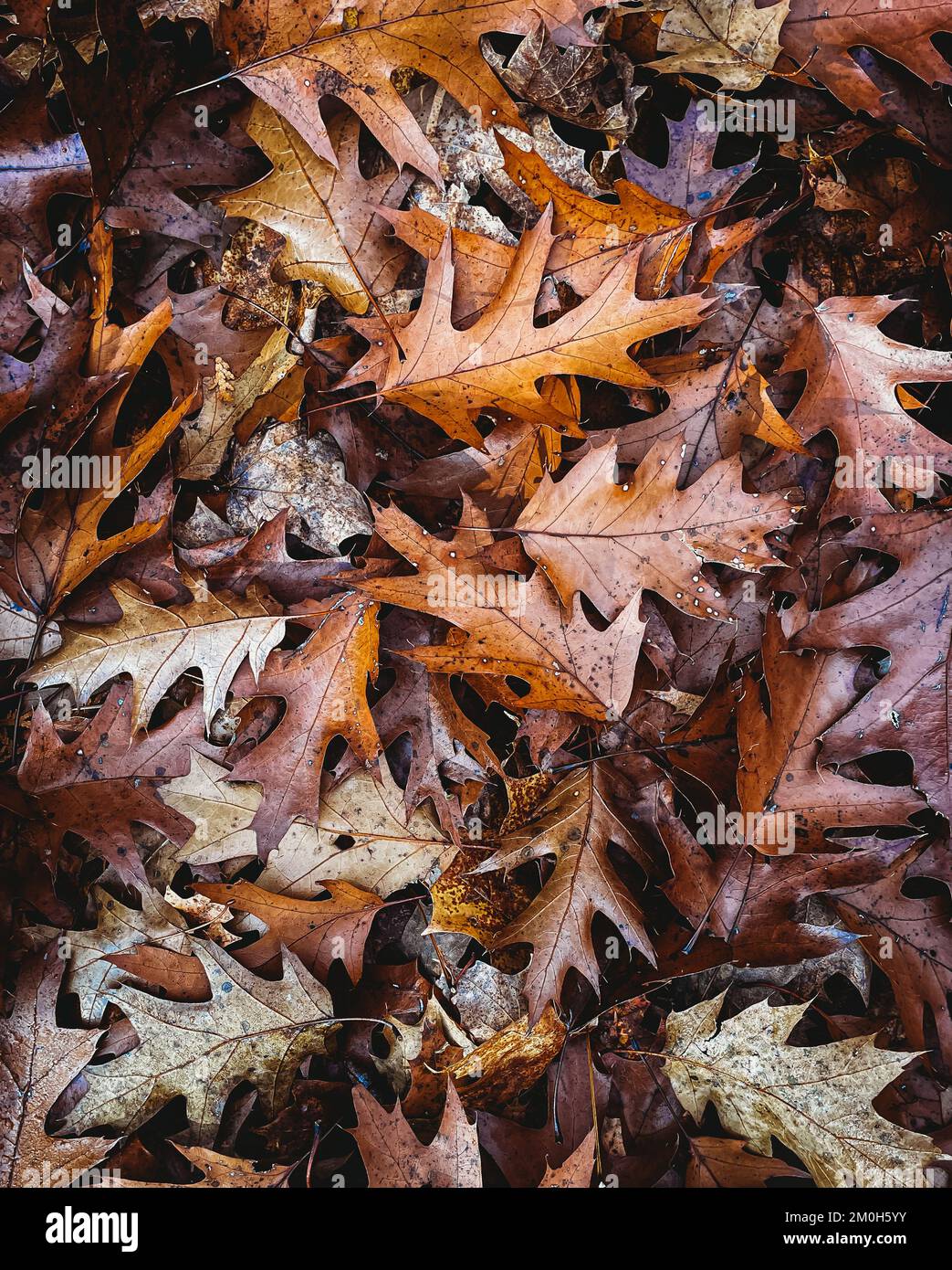 Many fallen oak leaves hi-res stock photography and images - Alamy