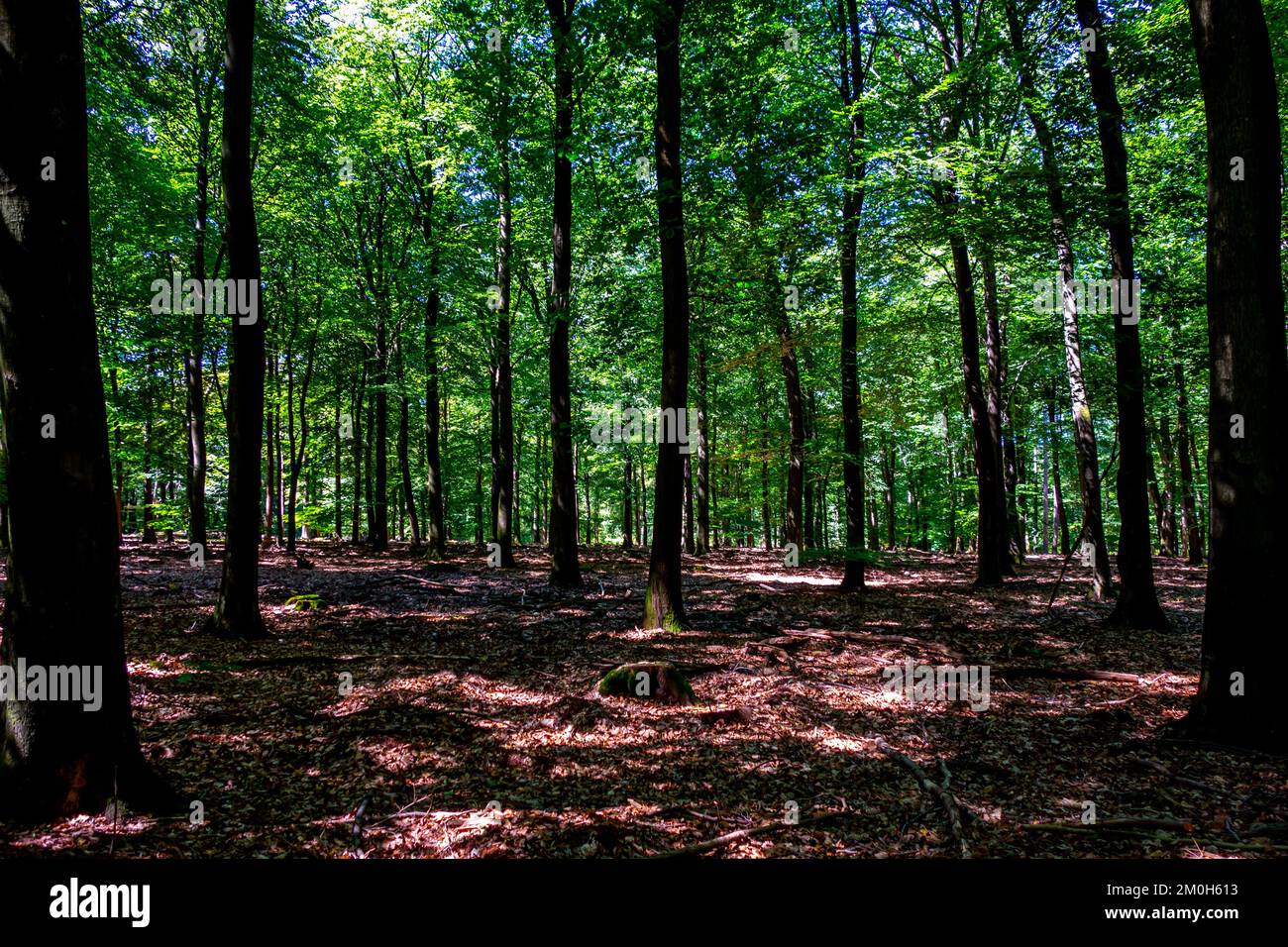 Forest scenery of the Veluwe, Netherlands Stock Photo - Alamy