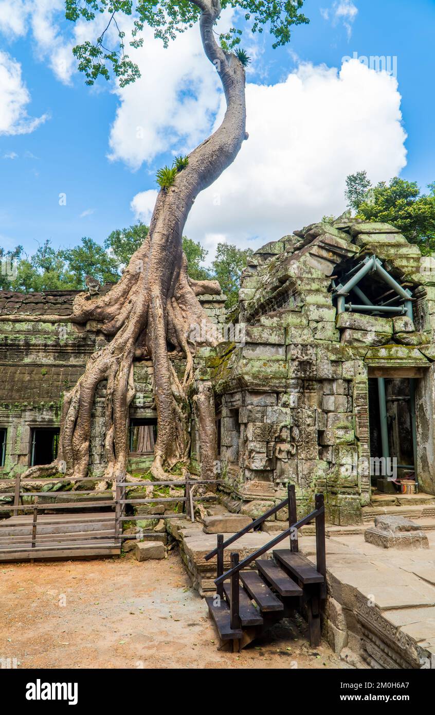 A vertical shot of the Ta Prohm Temple inside Angkor Wat complex in Cambodia Stock Photo - Alamy