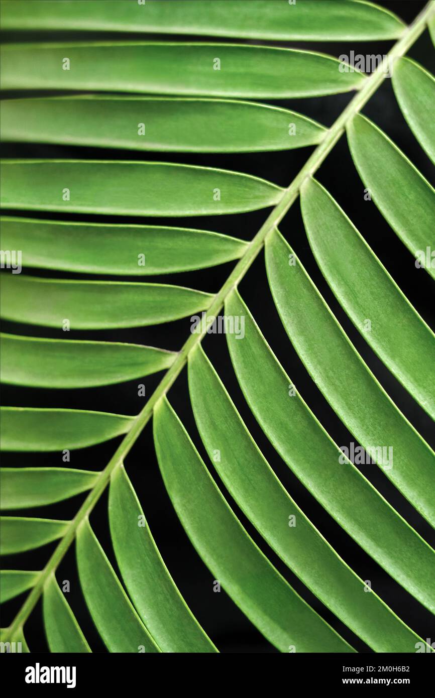 Vertical picture green leaf hi-res stock photography and images - Alamy