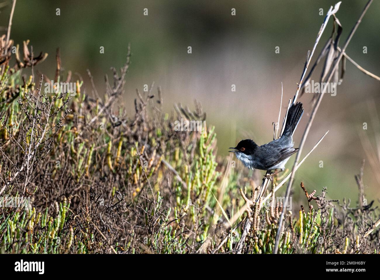 Sardinian warbler, Curruca melanocephala, Morocco Stock Photo - Alamy