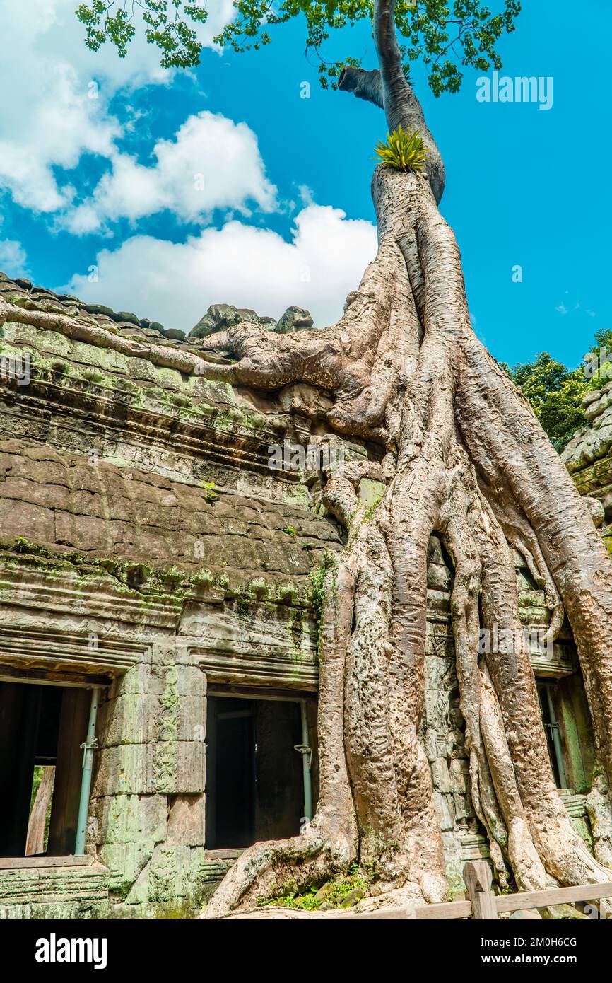 A vertical shot of the Ta Prohm Temple inside Angkor Wat complex in ...