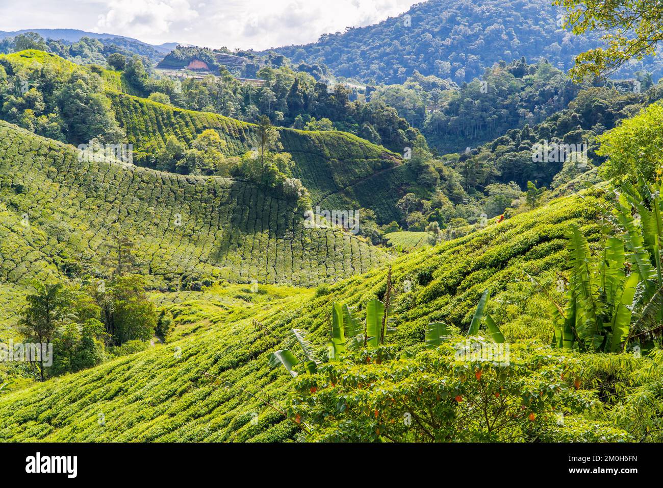 A beautiful shot of the BOH Tea Garden plantation Stock Photo - Alamy