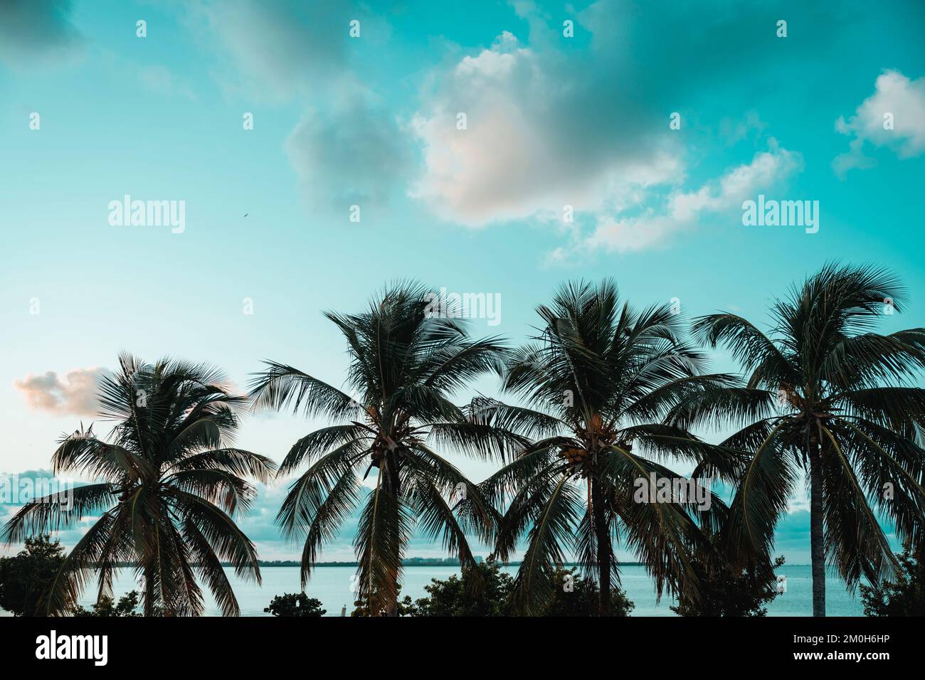 Palms tropical hi-res stock photography and images - Alamy