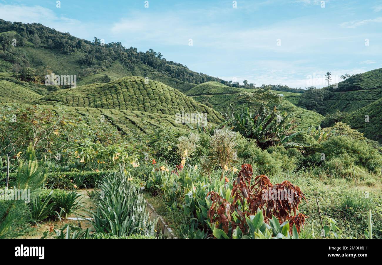 Boh tea garden hi-res stock photography and images - Alamy