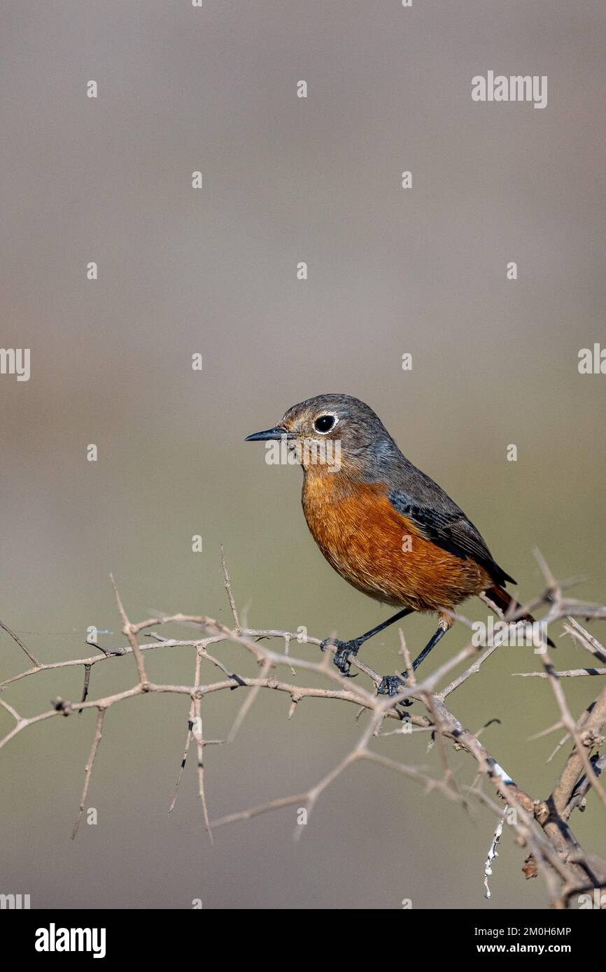 Moussier's redstart female, Phoenicurus moussieri, Morocco Stock Photo - Alamy